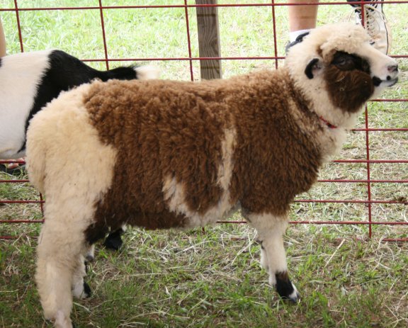 Wool Breed: Miniature Harlequin Sheep – The 1764 Shepherdess